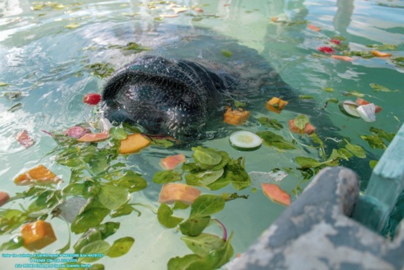 Centro de Conservación de Manatíes de Puerto Rico | Discover Puerto Rico