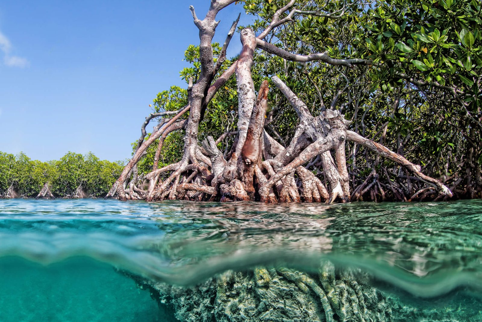 cayo-aurora-mangrove-gilligan's-island-guanica | Discover Puerto Rico