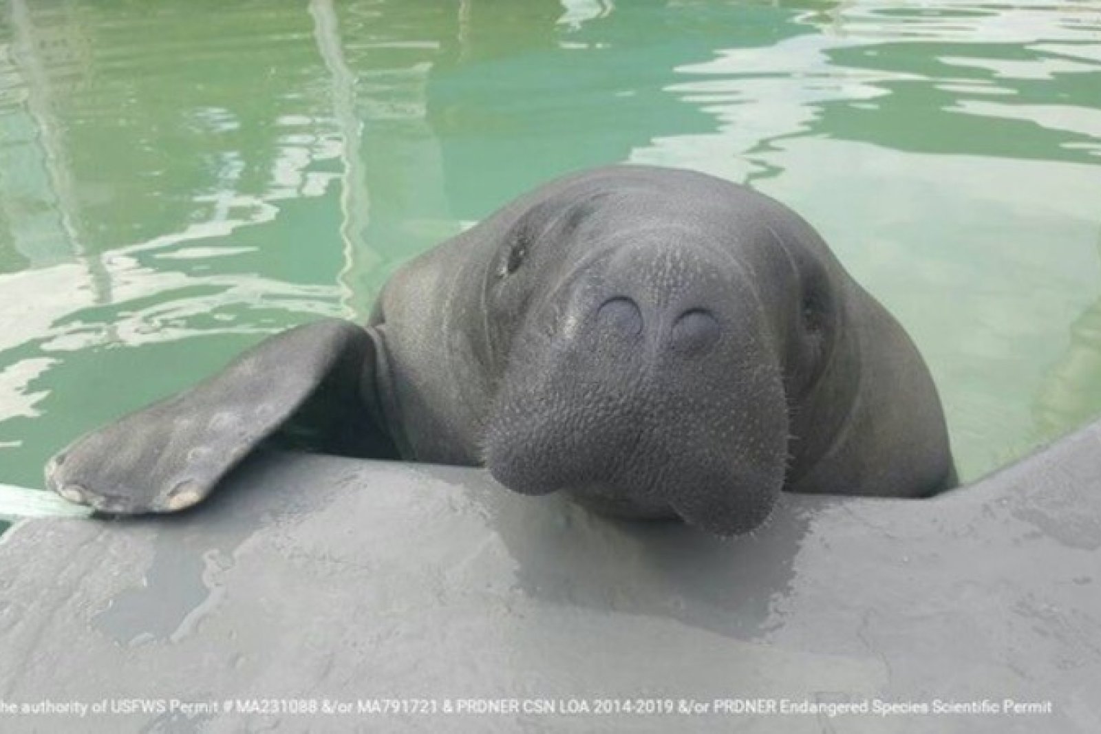 Centro de Conservación de Manatíes | Discover Puerto Rico