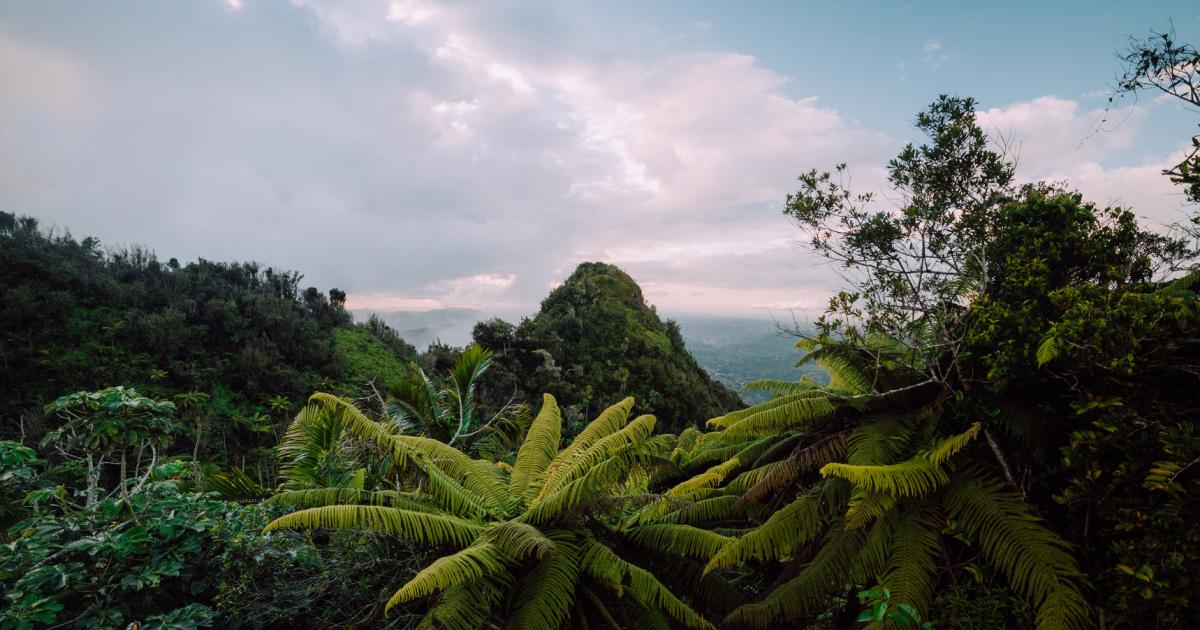 Virtual Nature Events | Discover Puerto Rico