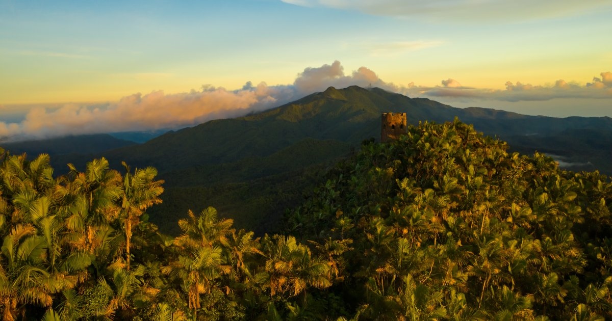 Coquí in the Rainforest | Discover Puerto Rico