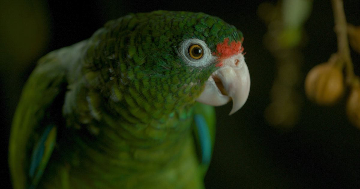 Birds in Paradise | Discover Puerto Rico
