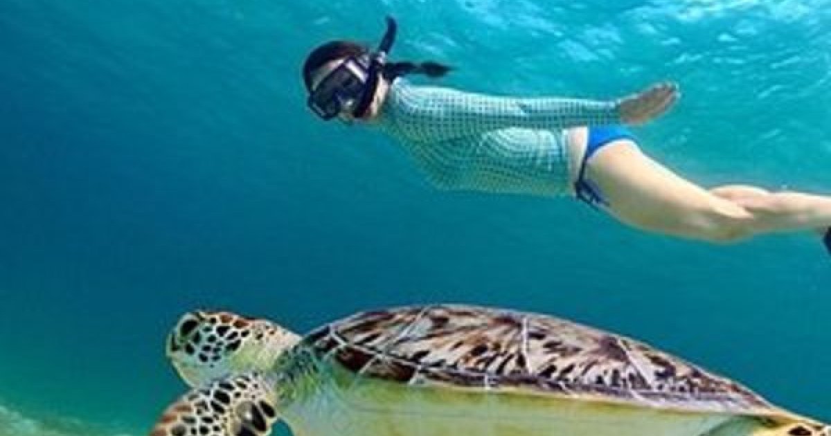 Scuba Dogs PR - Guaynabo | Discover Puerto Rico