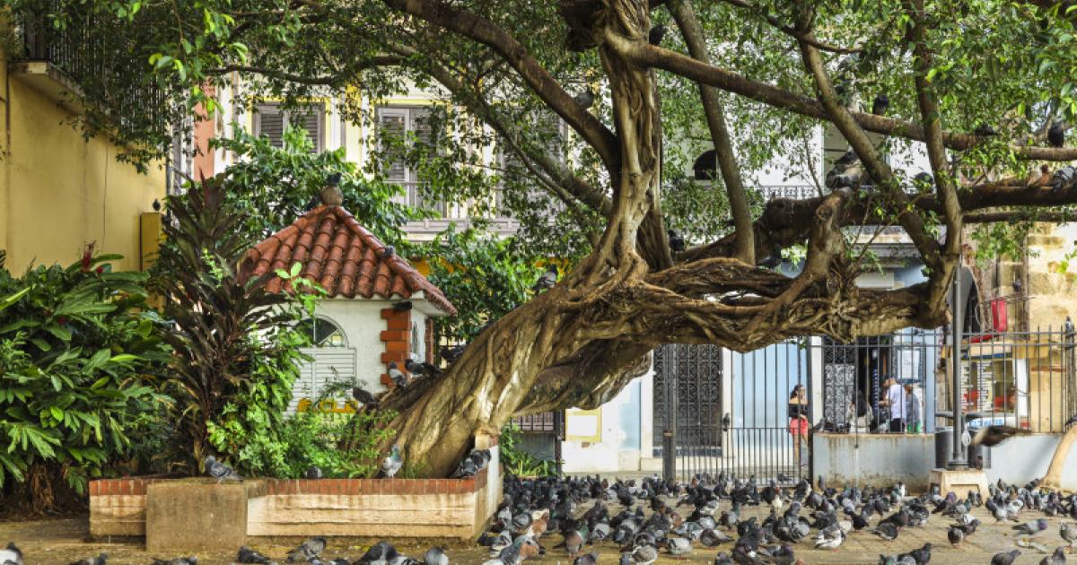 Parque de las Palomas | Discover Puerto Rico