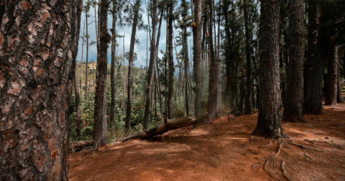 Bosque de Pinos - Jayuya | Discover Puerto Rico