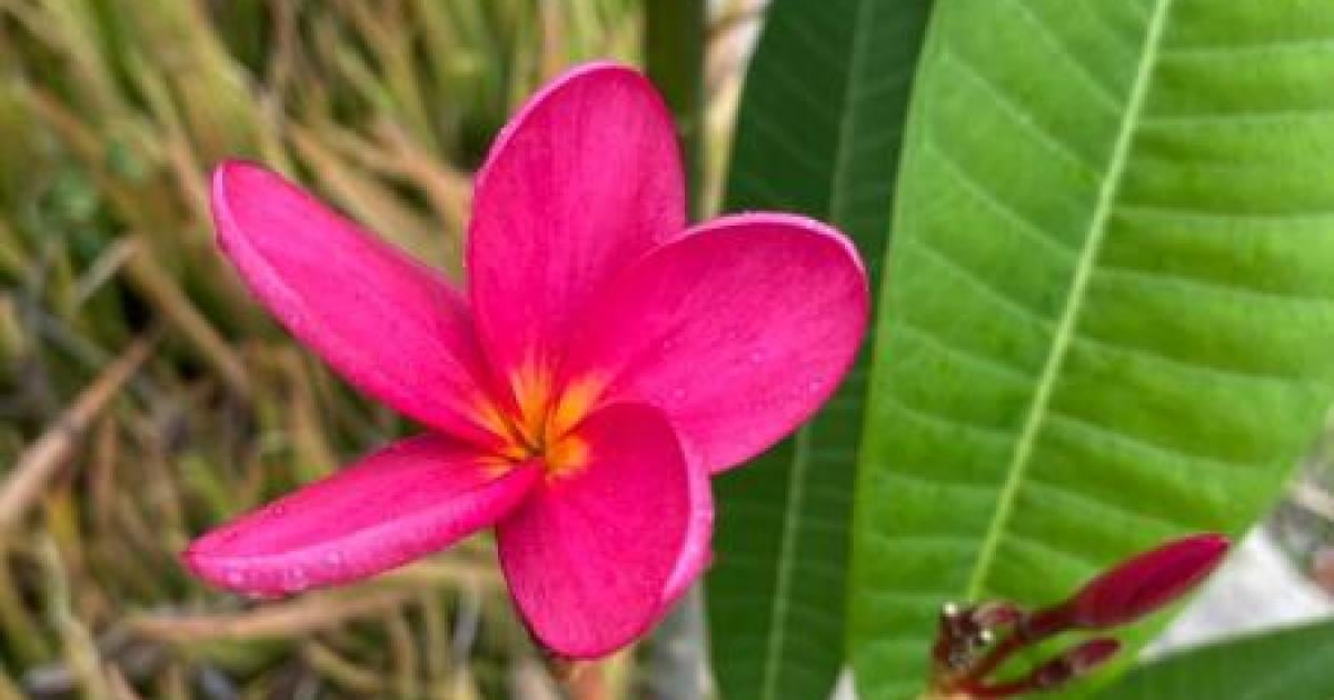 Finca Ilán Ilán | Discover Puerto Rico