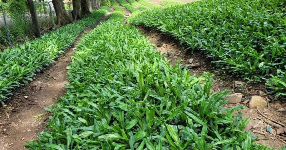 Puerto Rico Paradise Farm | Discover Puerto Rico