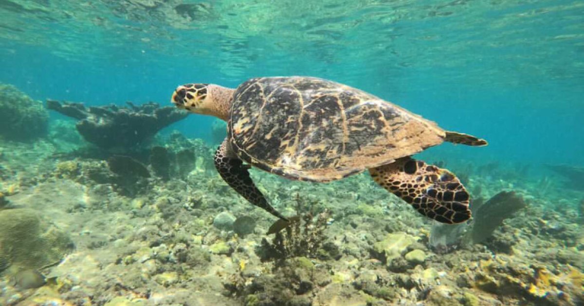 Rinconpaddleboards | Discover Puerto Rico