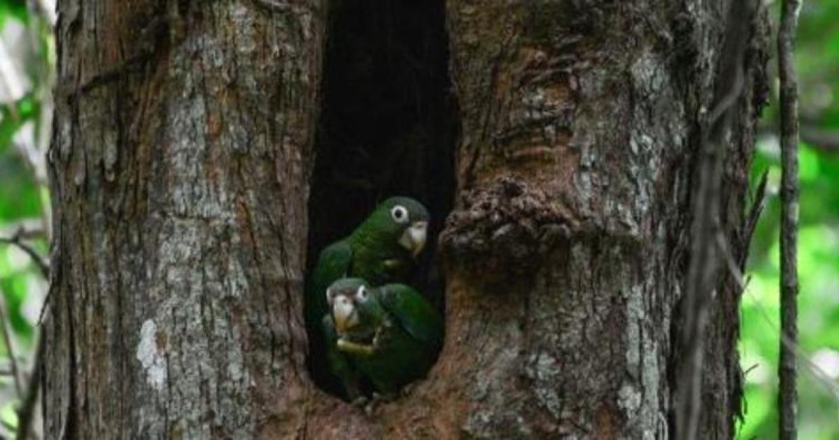 Río Abajo State Forest | Discover Puerto Rico