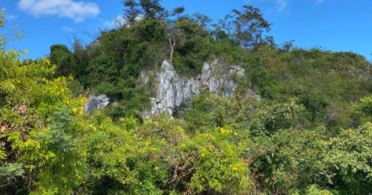 Bosque Rocoso de Piedra | Discover Puerto Rico