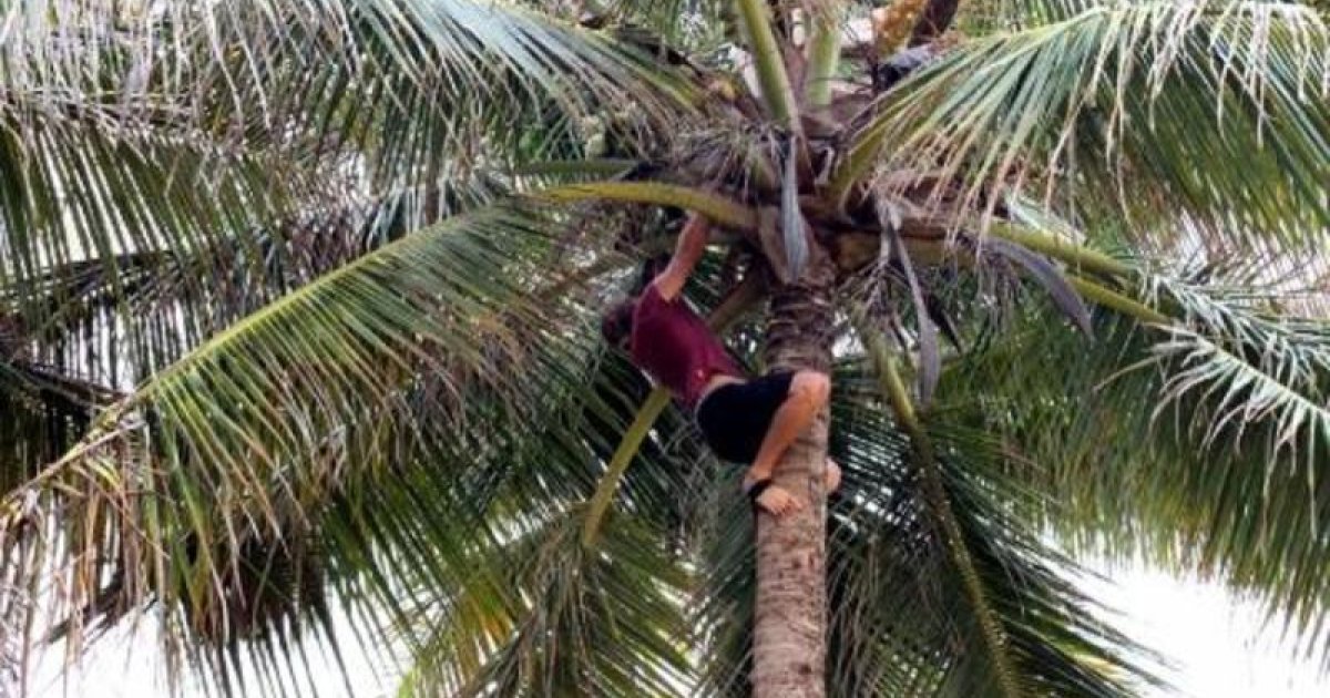 Coconut Revolution 101 | Discover Puerto Rico